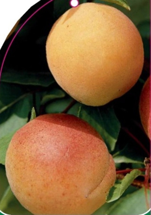 Morela Early Orange - Ogrodniczy sklep internetowy WIK-TOR